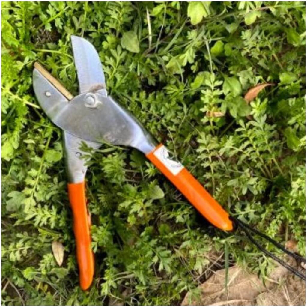Gardening Scissor Flower Stem and Leaf Cutter (Plants Kenchi) – Implemental